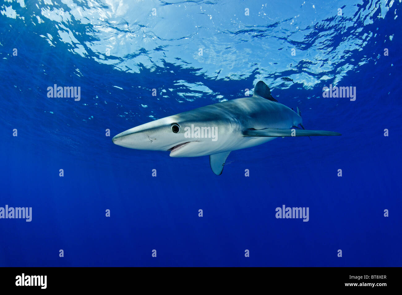 Blue Shark, Prionace glauca, Azores, Portugal, Atlantic Ocean Stock ...