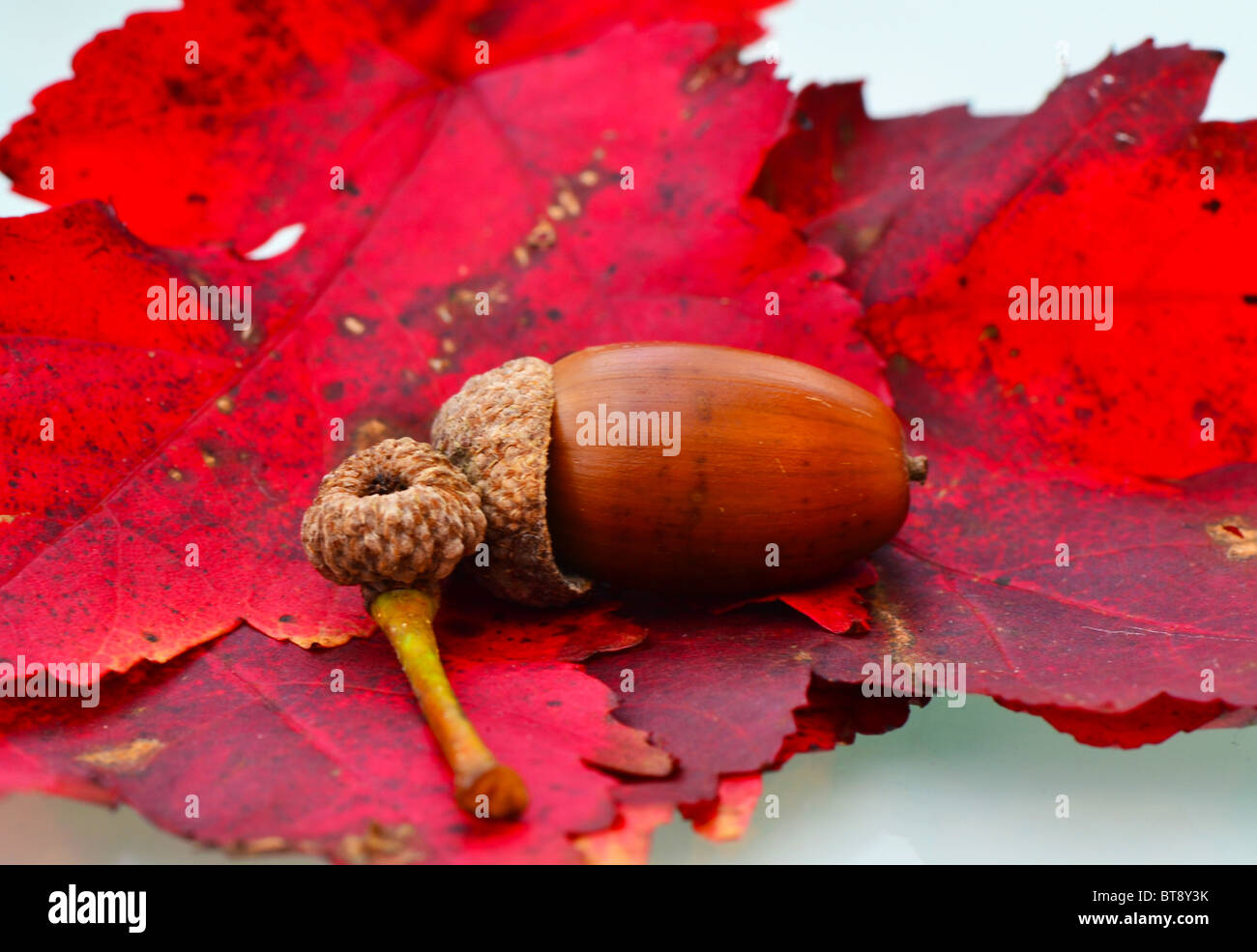 Brown acorn hi-res stock photography and images - Alamy