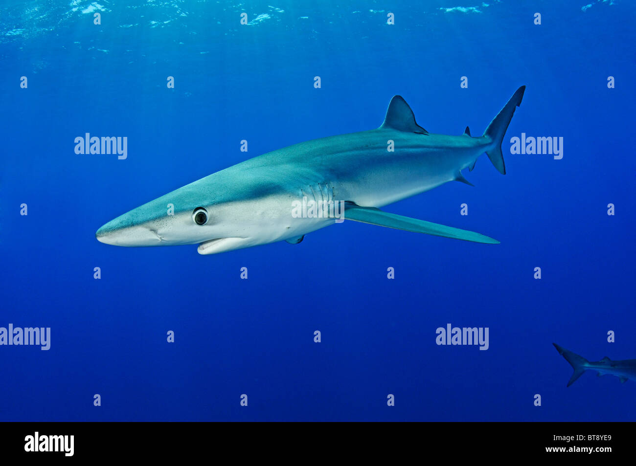 Blue shark hi-res stock photography and images - Alamy
