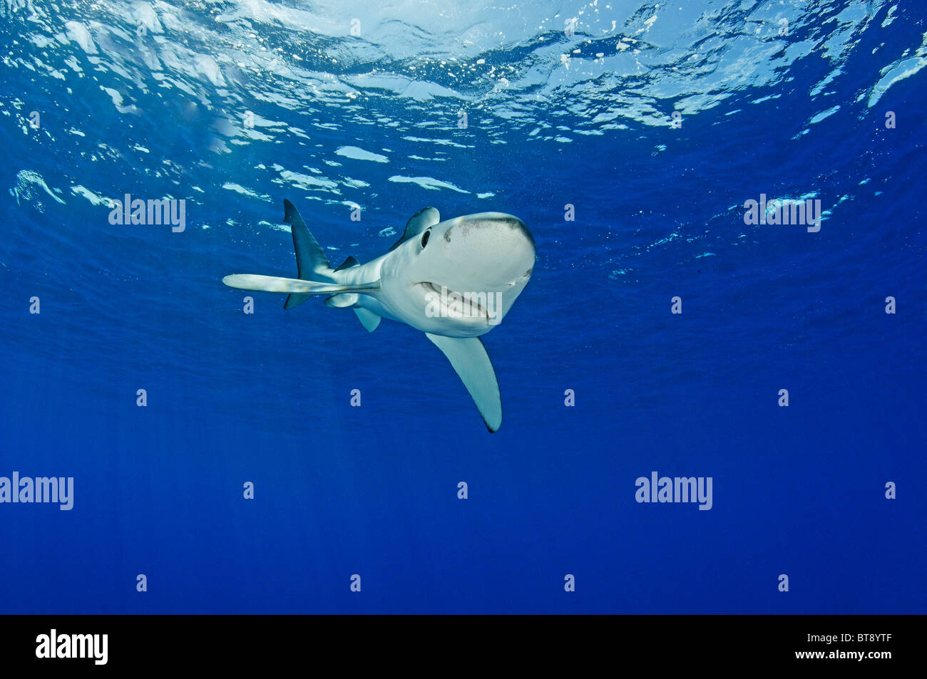 Blue shark hi-res stock photography and images - Alamy