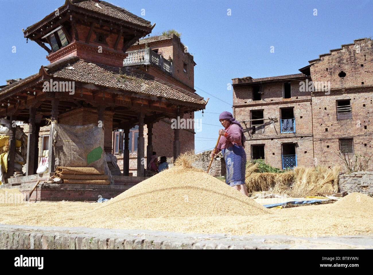 Bhaktapur rice harvest, Nepal Stock Photo - Alamy