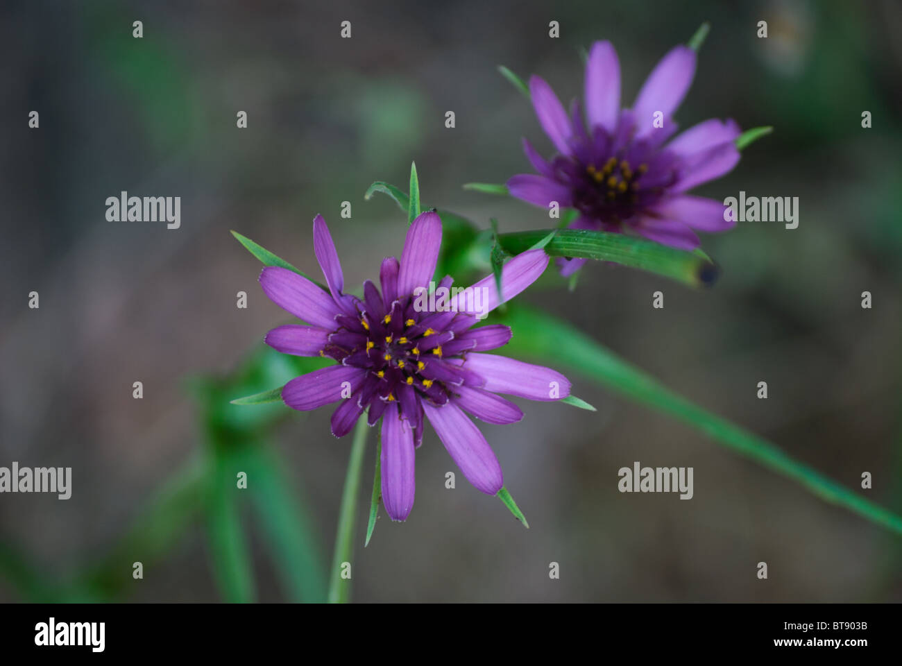 Purple Daisy wildflower Stock Photo - Alamy