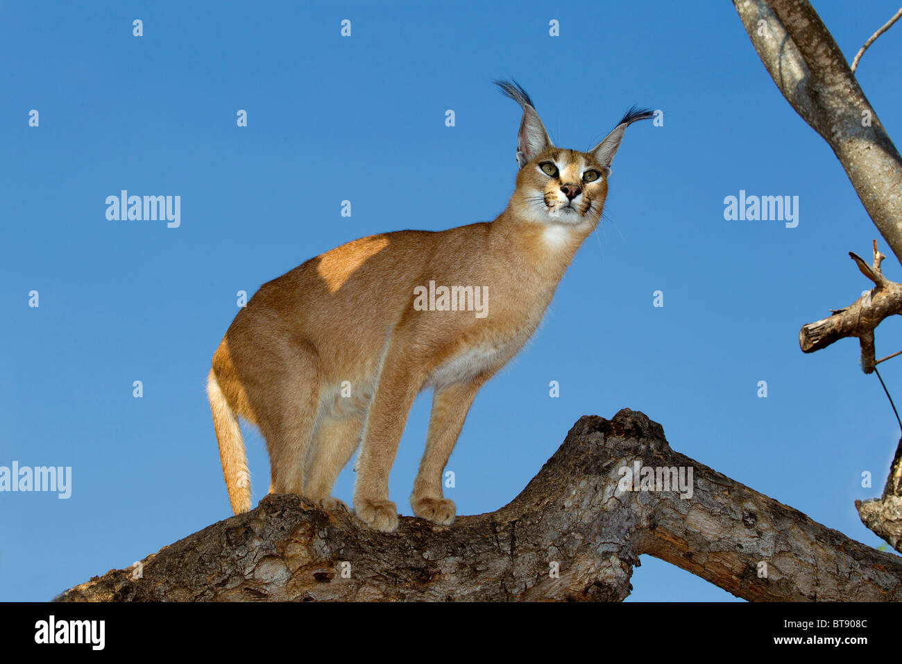 Where does the caracal live? Caracal cat habitat, wild, steppe and ...