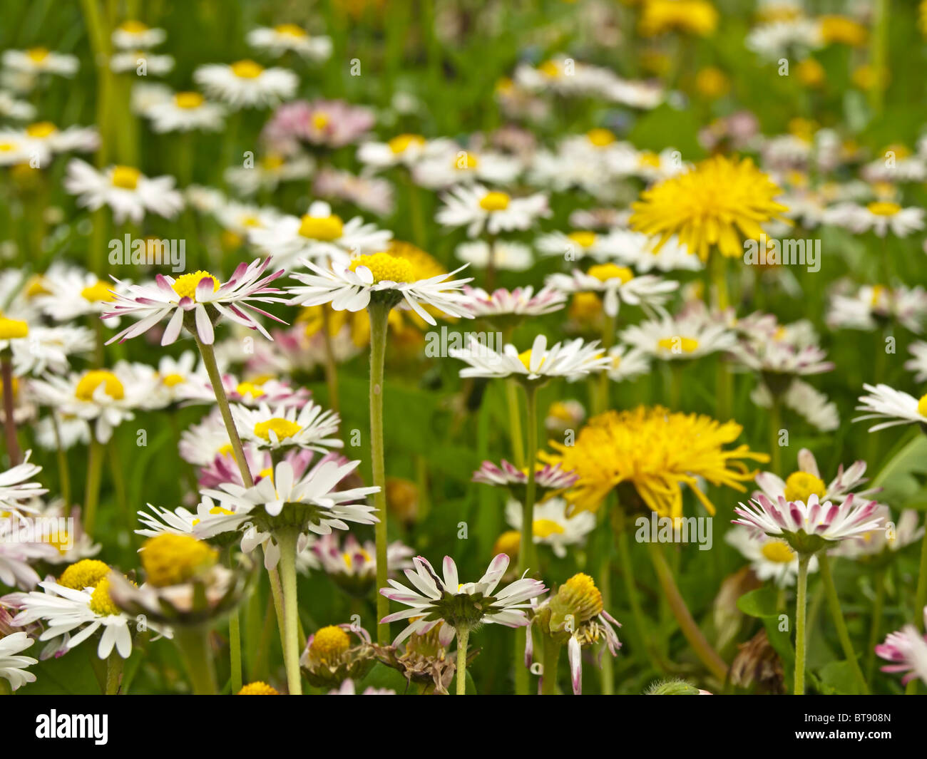 Dandelion and daisy hi-res stock photography and images - Alamy