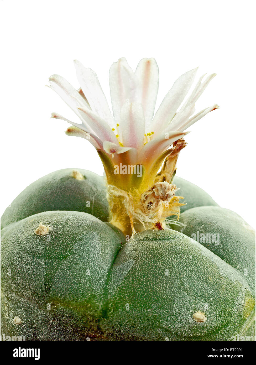 Peyotl ,Lophora willimasii Stock Photo - Alamy