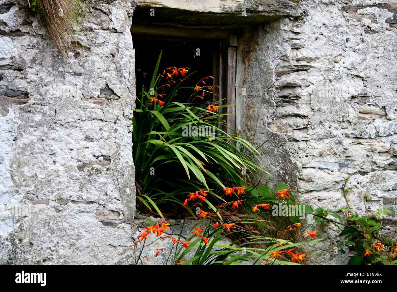 flowers in a ruin window Stock Photo - Alamy