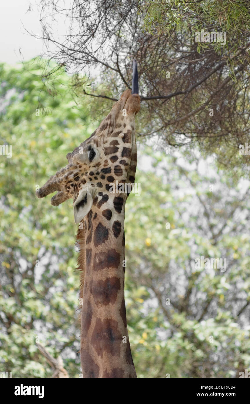 Giraffe (Giraffa camelopardalis) feeding from a tall tree using his ...