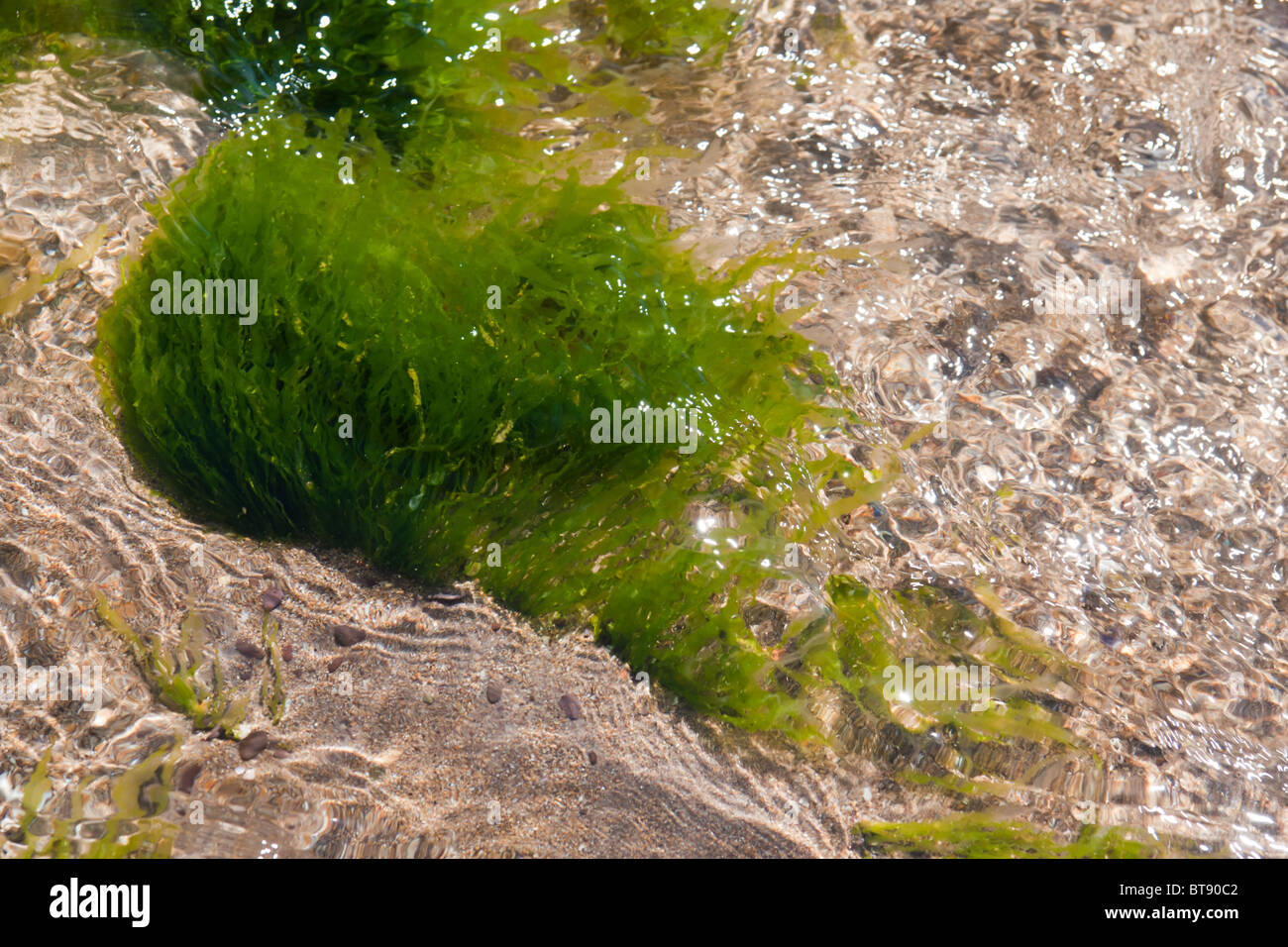 Waterplant hi-res stock photography and images - Alamy