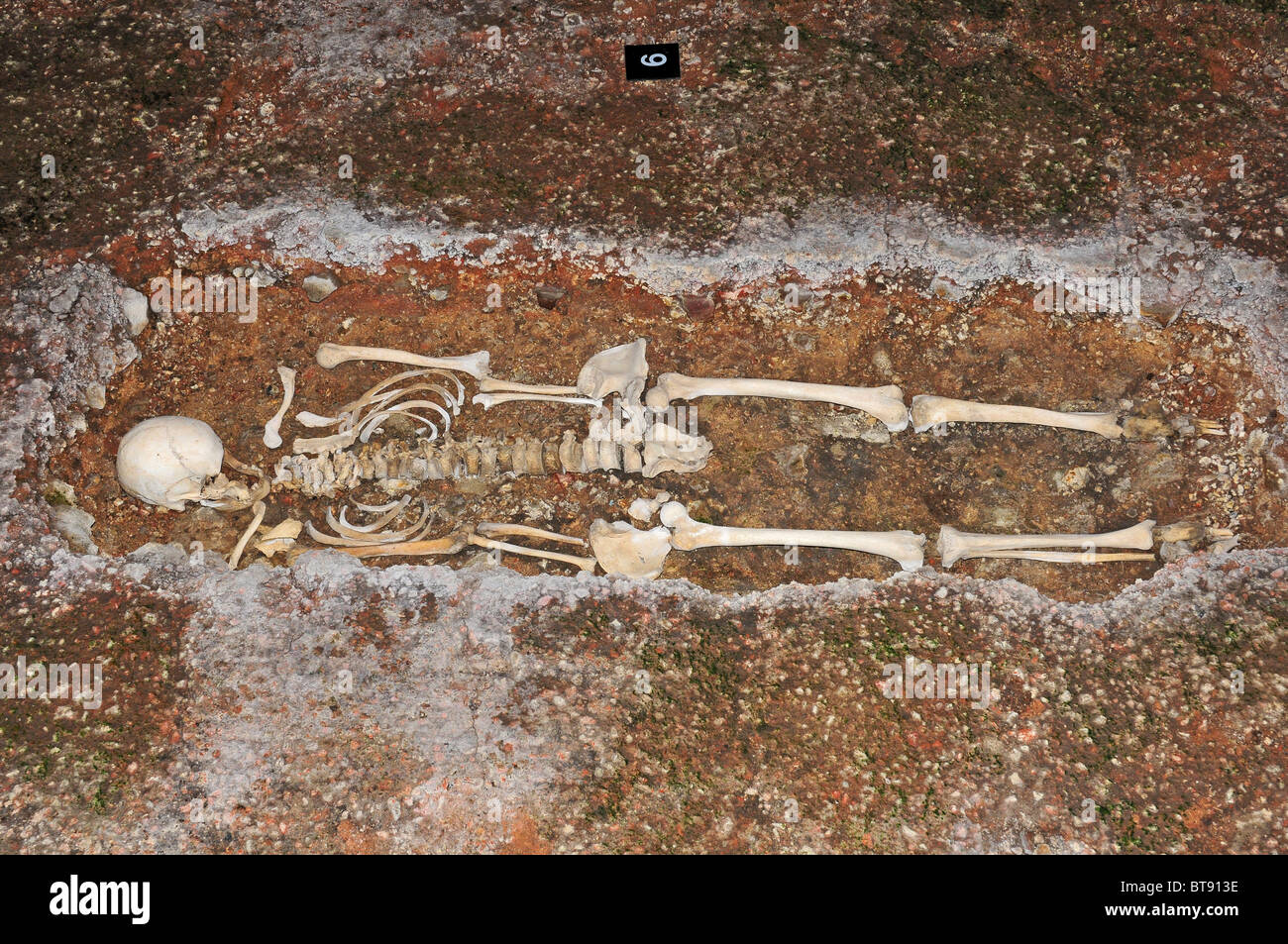 Skeleton in Fishbourne Roman Palace Stock Photo - Alamy