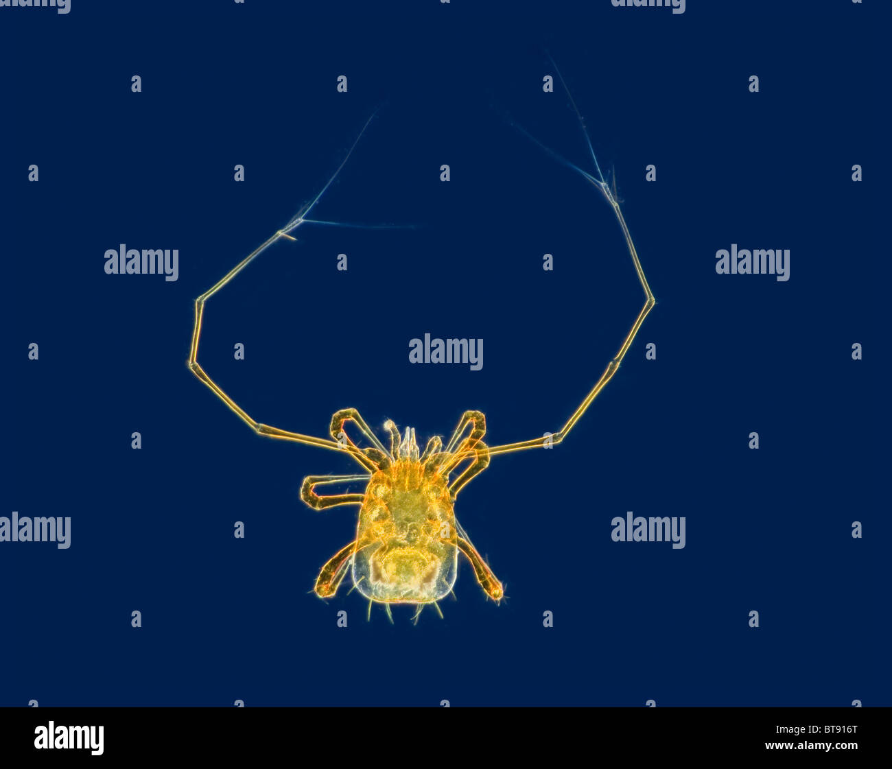 Soil mite microscope hi-res stock photography and images - Alamy