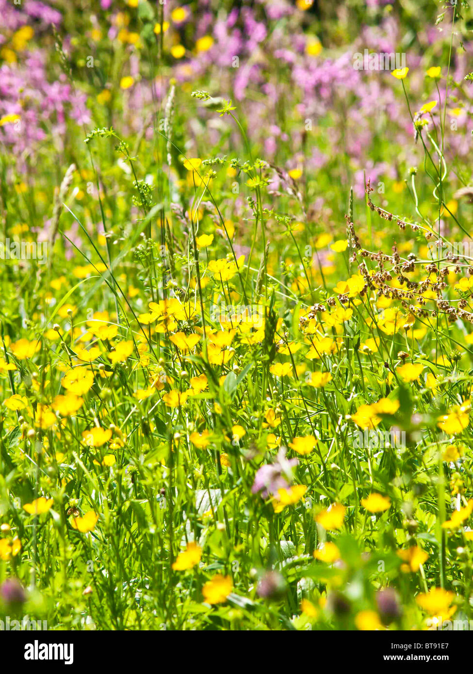 meadow with flowers Stock Photo - Alamy
