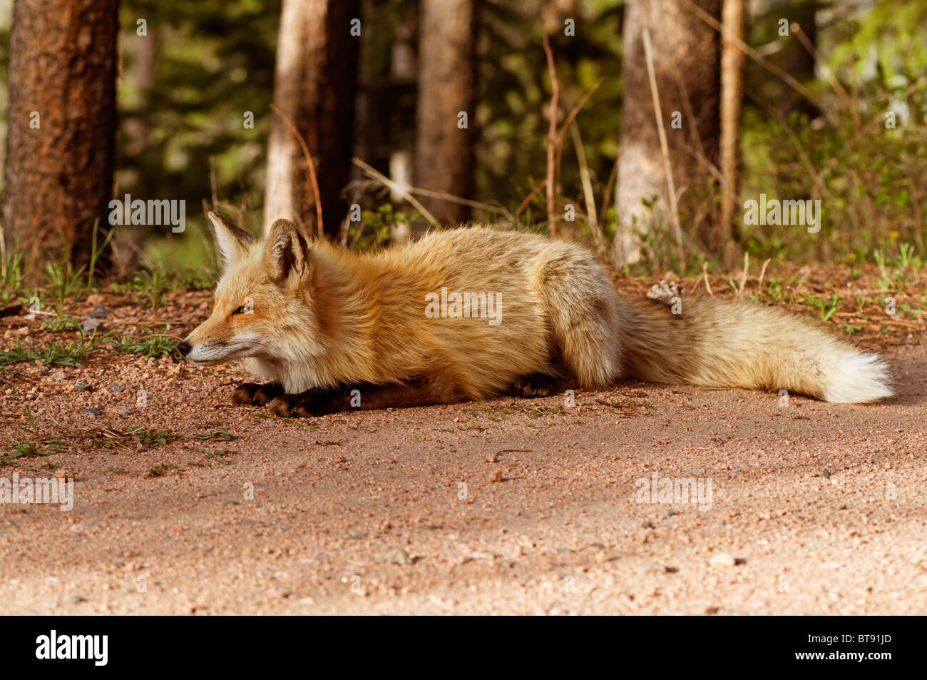 Red fox in Colorado Stock Photo - Alamy