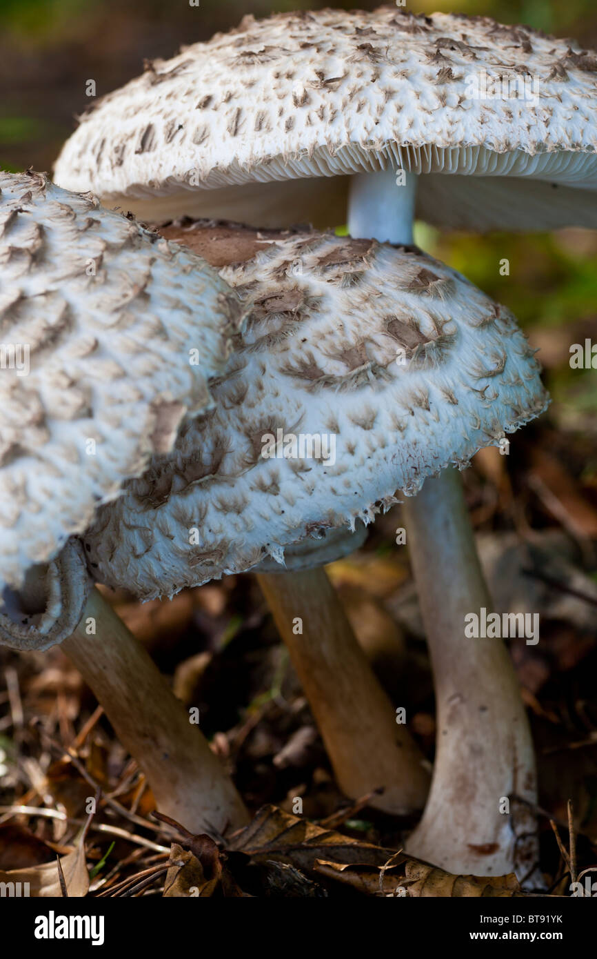 Parasol cap hi-res stock photography and images - Alamy