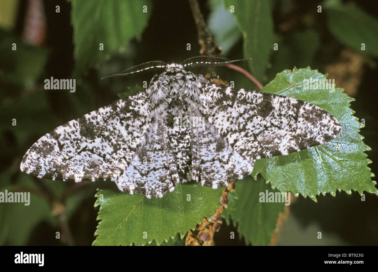 Peppered moth (Biston betularia), male Stock Photo - Alamy