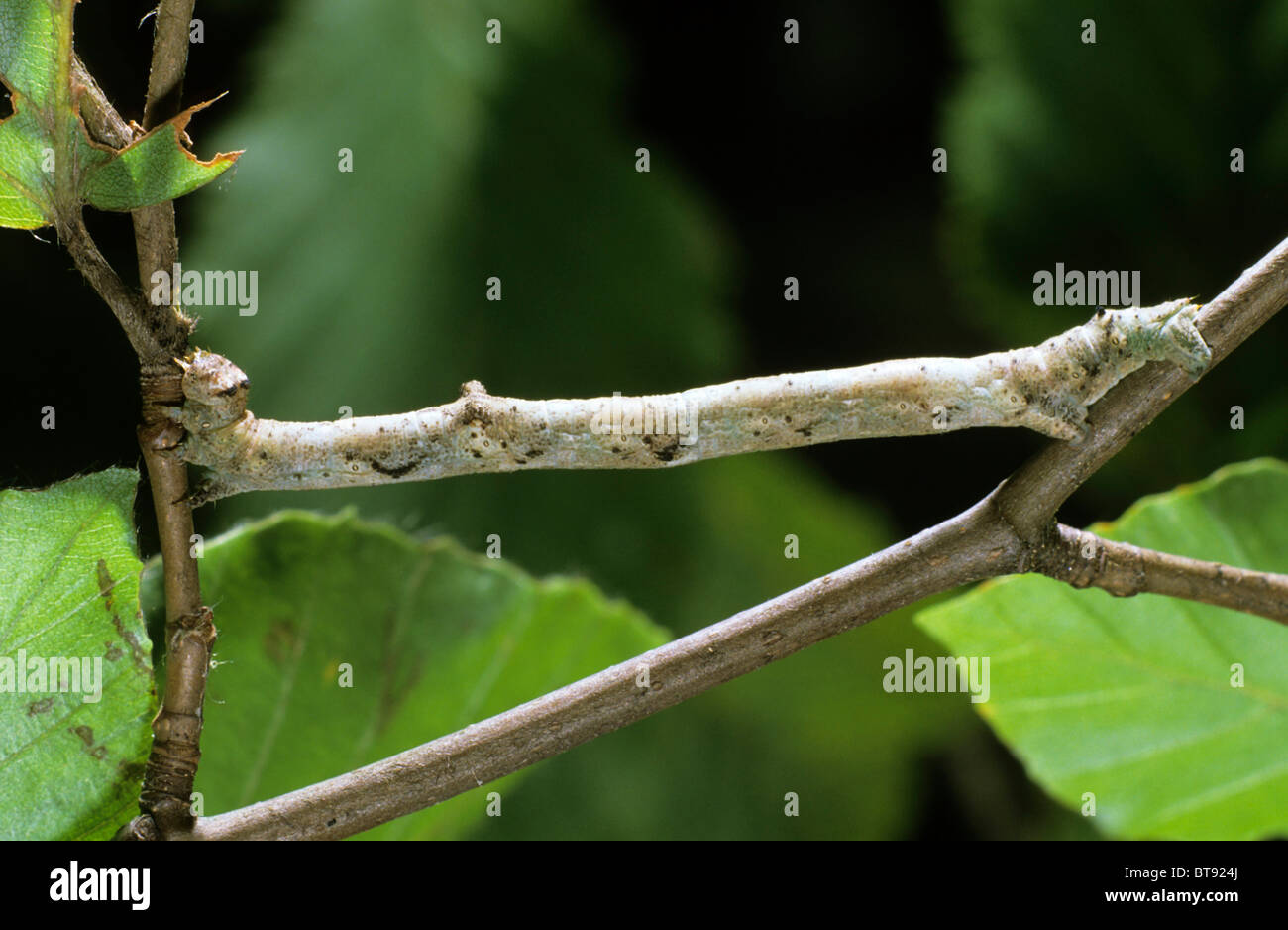 Peppered moth (Biston betularia), caterpillar Stock Photo - Alamy