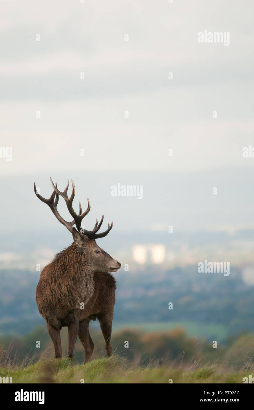 Red deer located in a park outside of Manchester, England Stock Photo ...