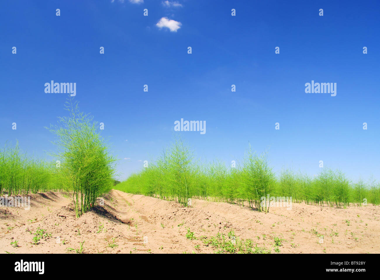 Spargelpflanze hi-res stock photography and images - Alamy