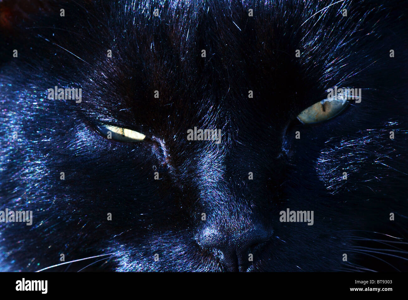 Black Cat Close Up Stock Photo - Alamy