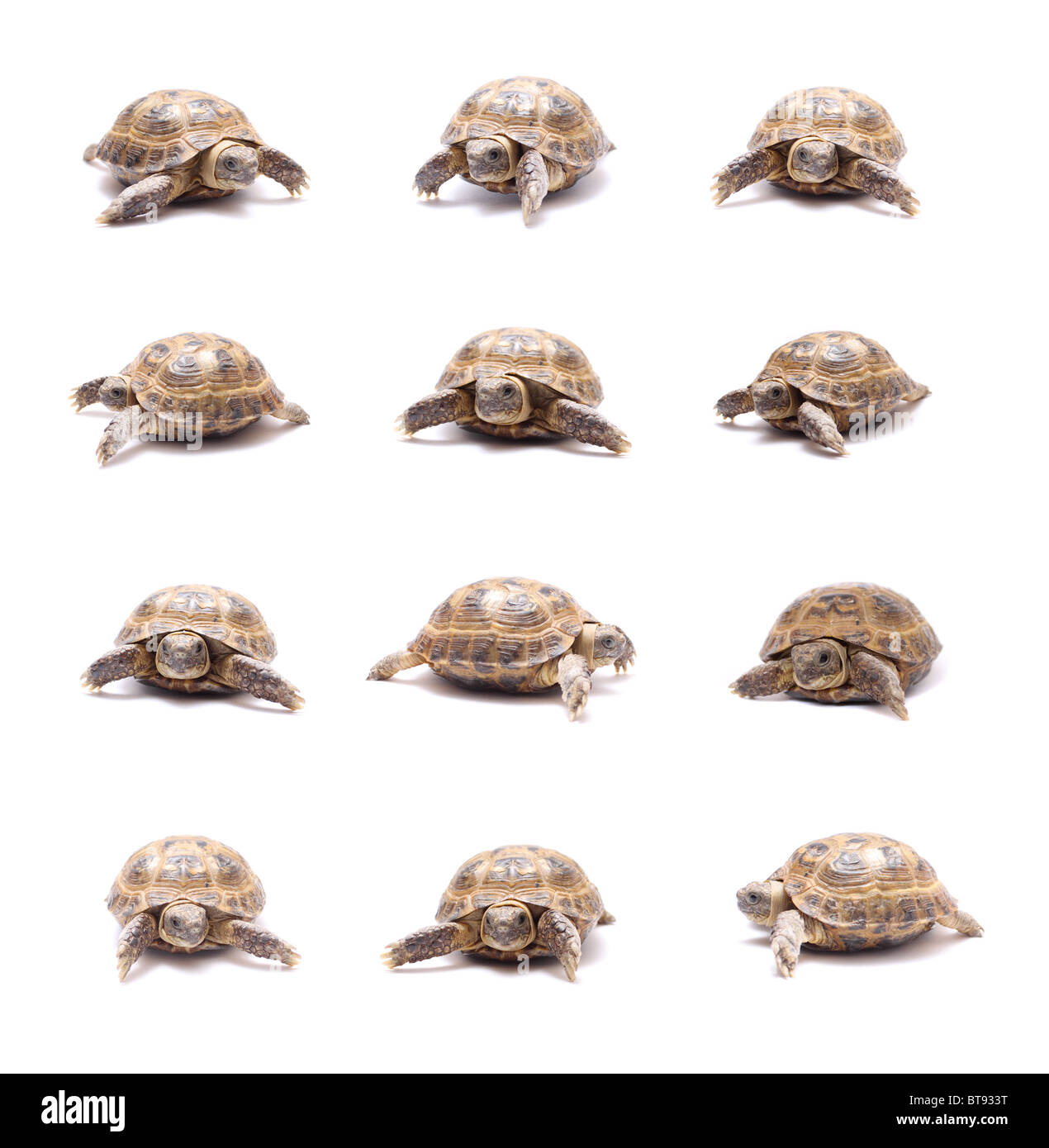 land tortoise, sand a little on a white background Stock Photo - Alamy