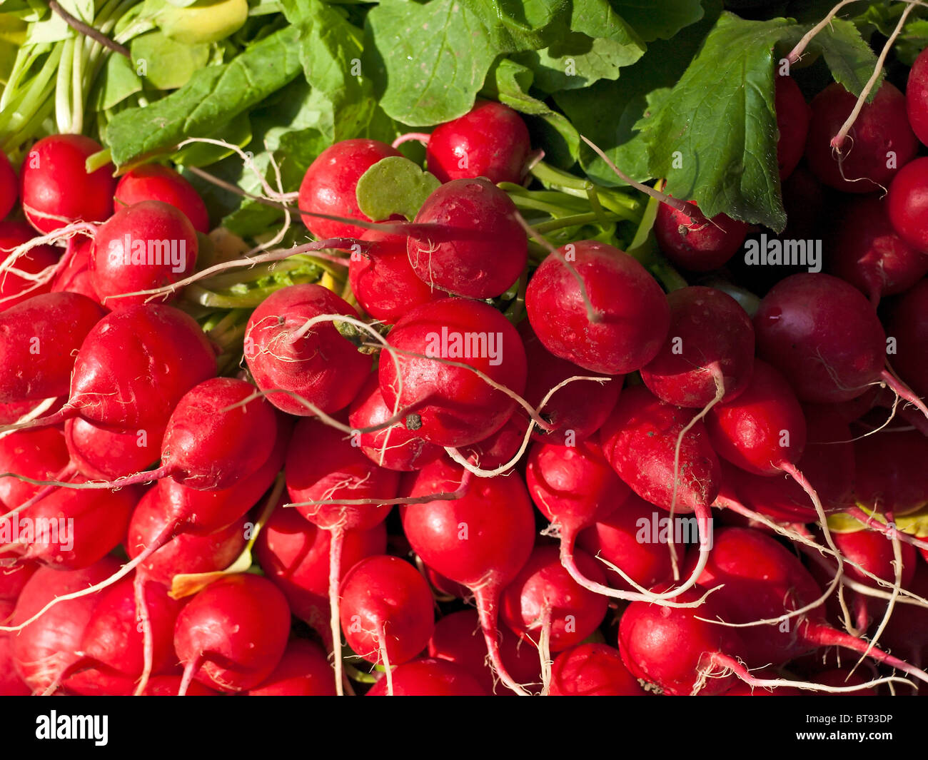 small red radish Stock Photo - Alamy