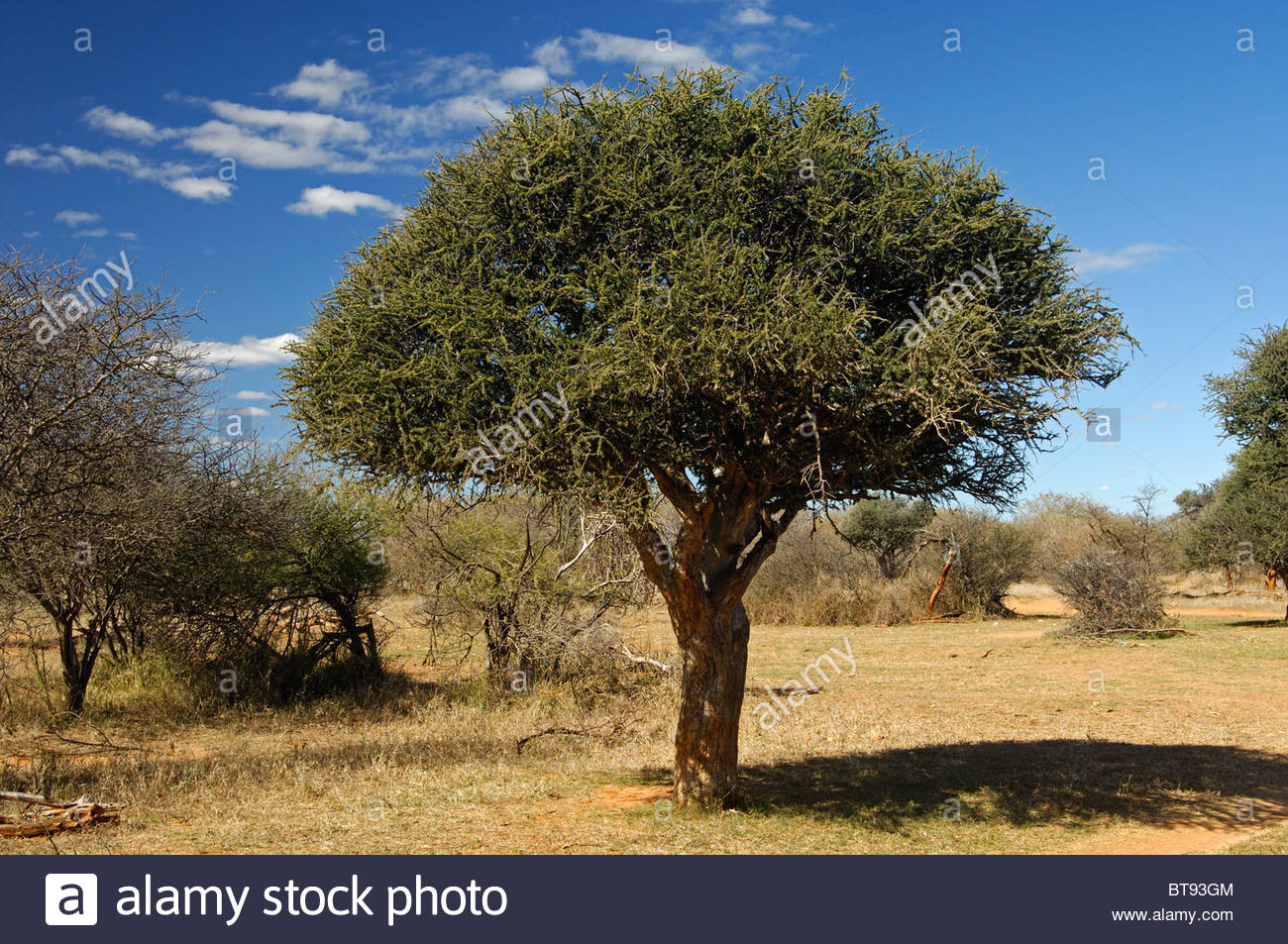 Shepherds Tree Stock Photos & Shepherds Tree Stock Images - Alamy