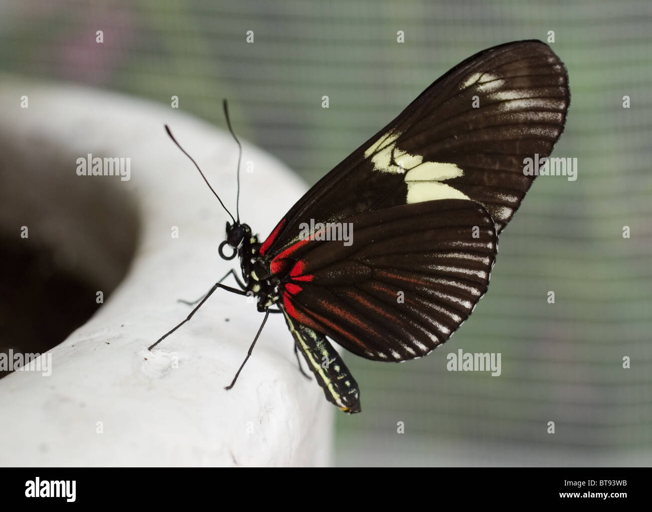 Doris Longwing (Laparus doris) standing in a flowerpot Stock Photo - Alamy