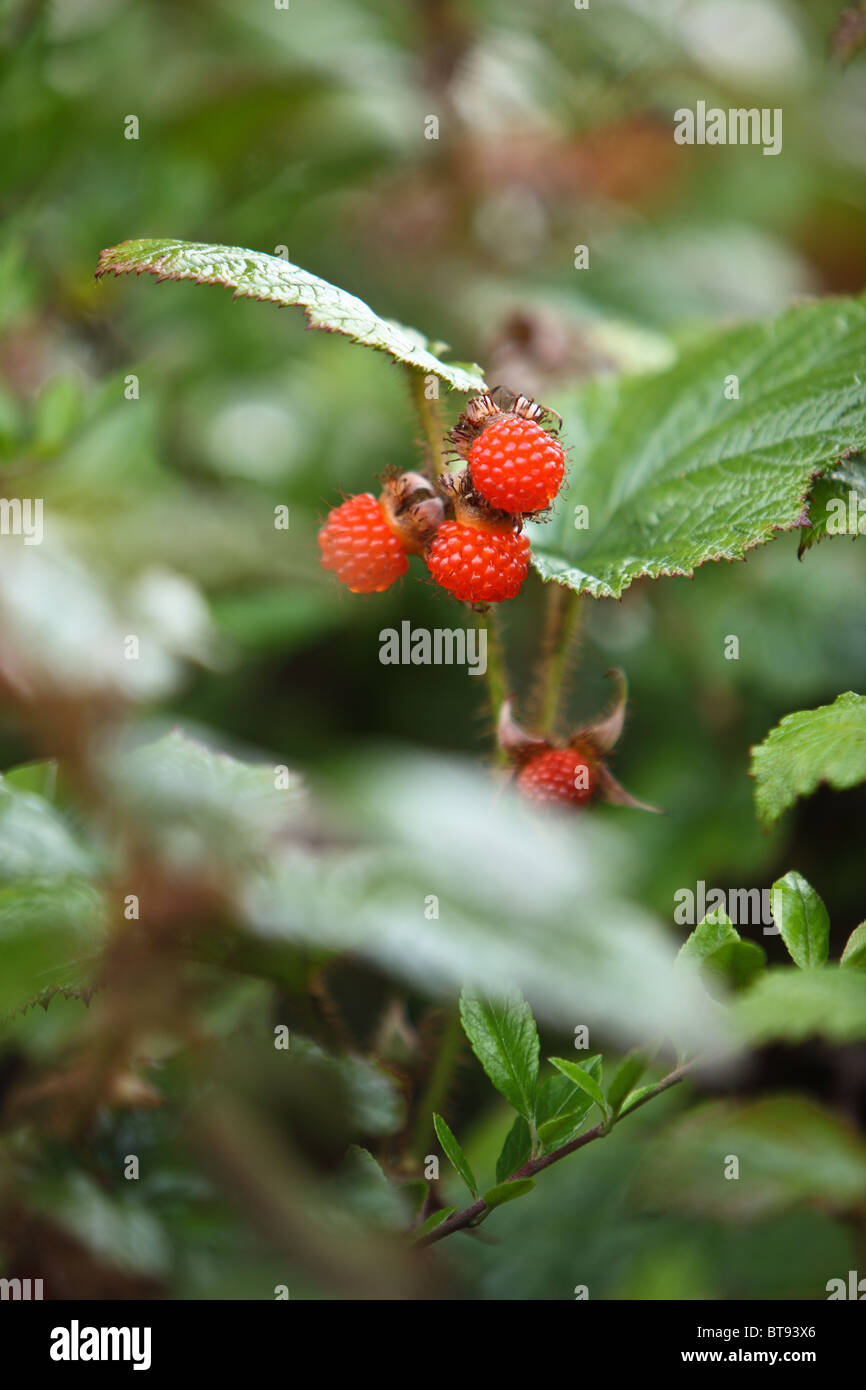 summer brambles & fruit Scotland UK Stock Photo - Alamy