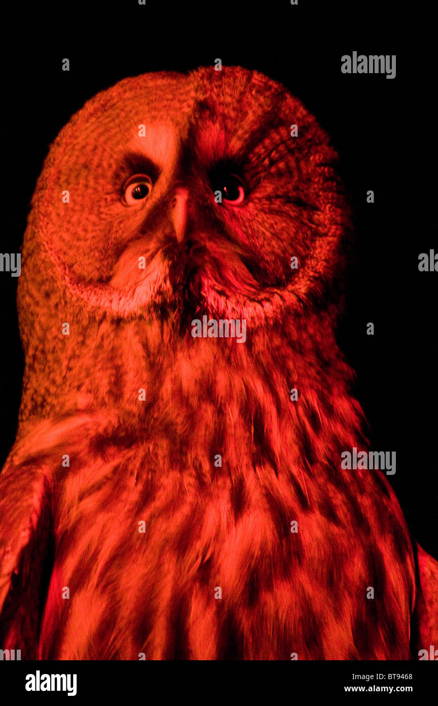 Portrait of owl Stock Photo - Alamy