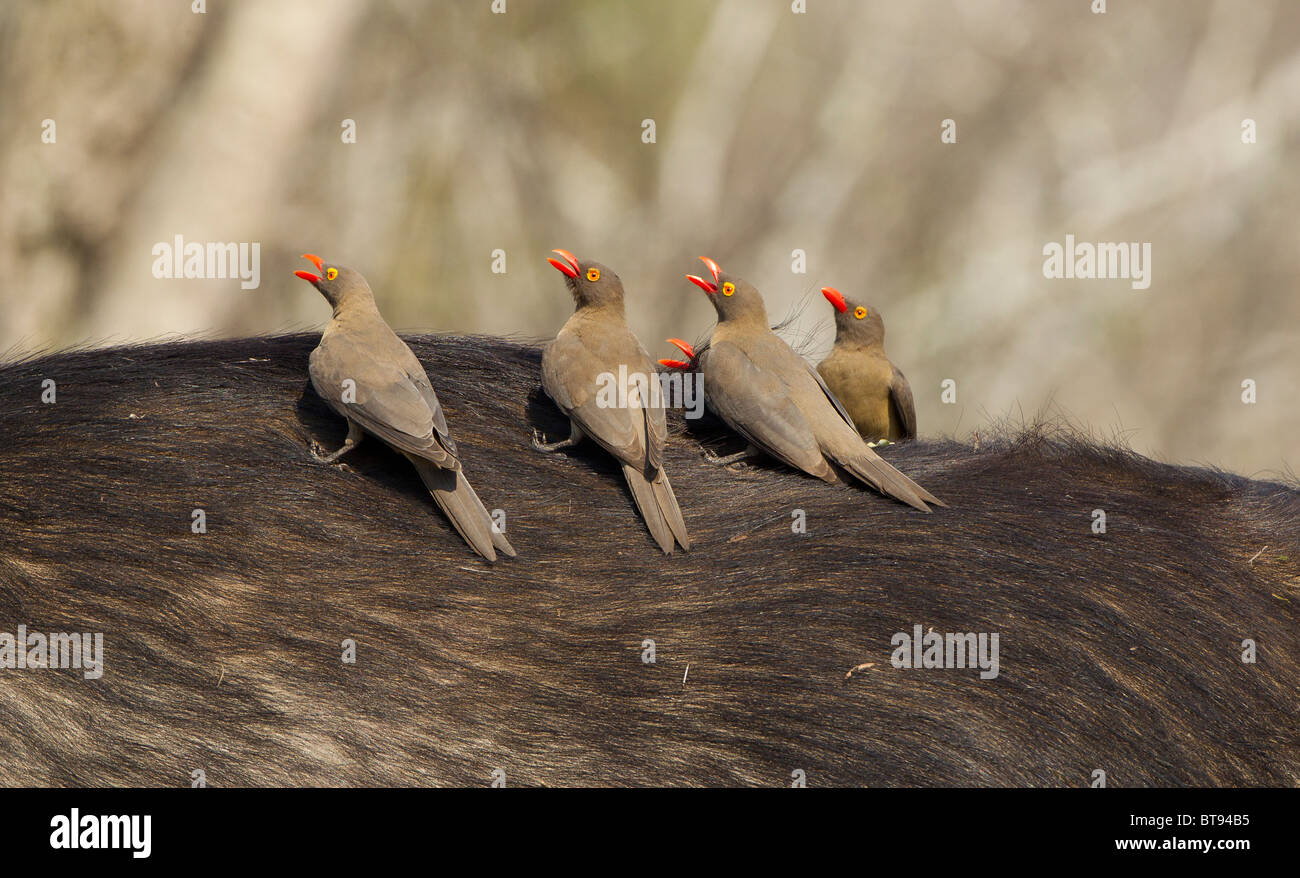 Oxpeckers on back of Buffalo, Kruger Park Stock Photo - Alamy