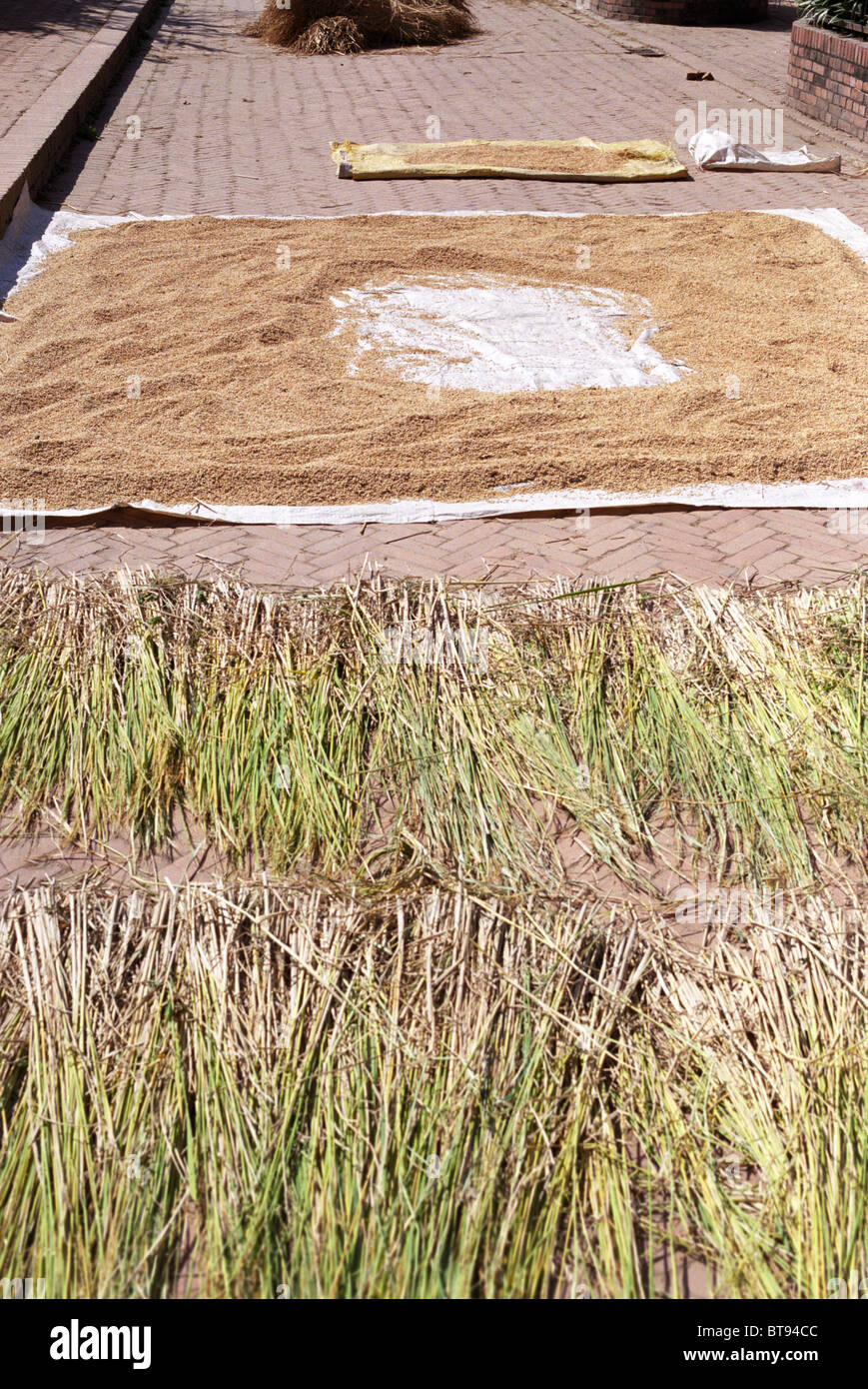 Bhaktapur rice harvest, Nepal Stock Photo - Alamy
