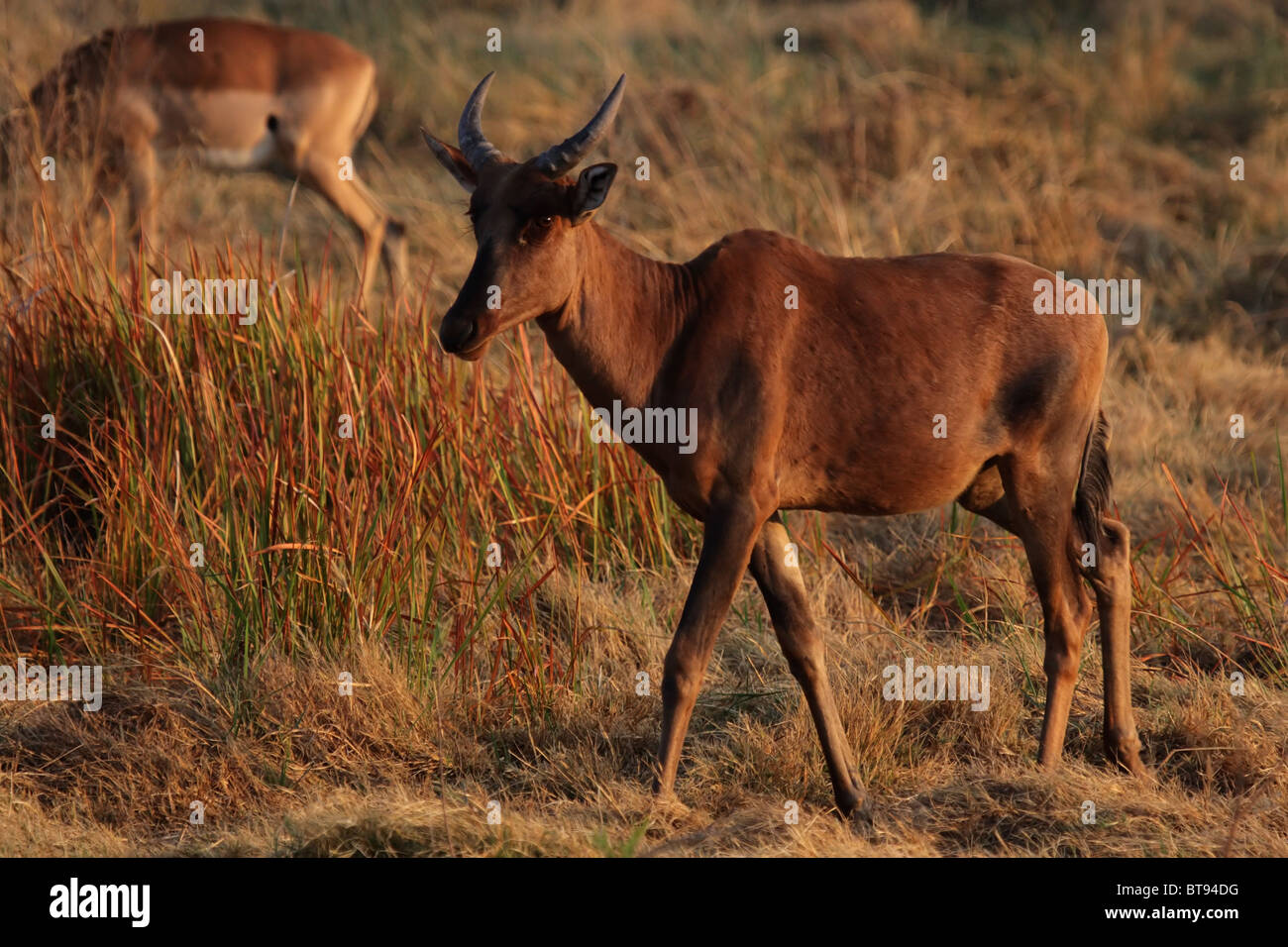 Red Hartebeest (Alcelaphus buselaphus) in early morning light in the ...