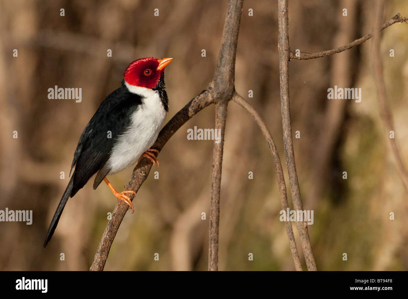 Yellow billed cardinal hi-res stock photography and images - Alamy