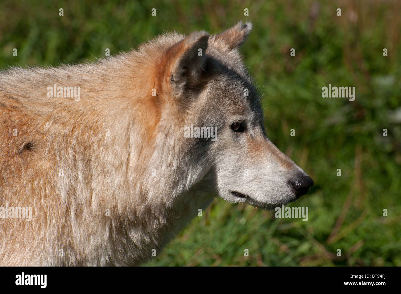 Portrait of a Timber Wolf Stock Photo - Alamy
