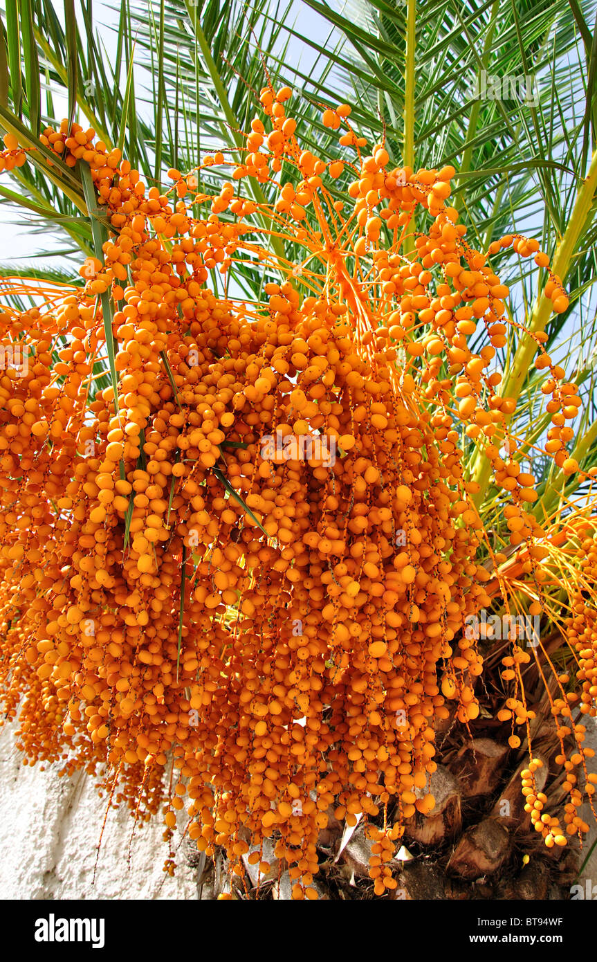 Unripe dates on true date palm near Sami, Kefalonia (Cephalonia ...