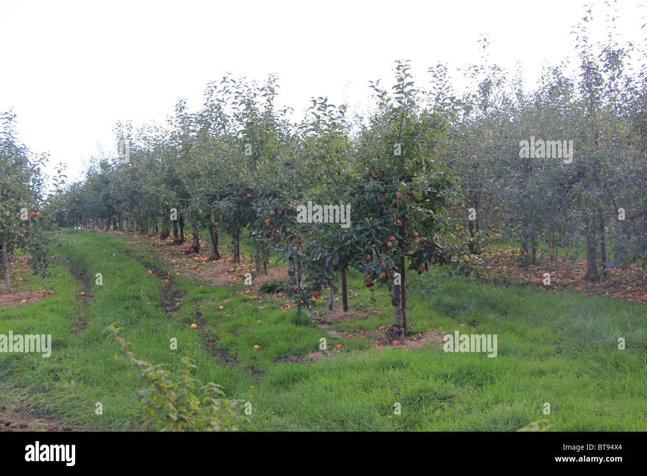 Row of Apple Trees in Orchard Stock Photo - Alamy
