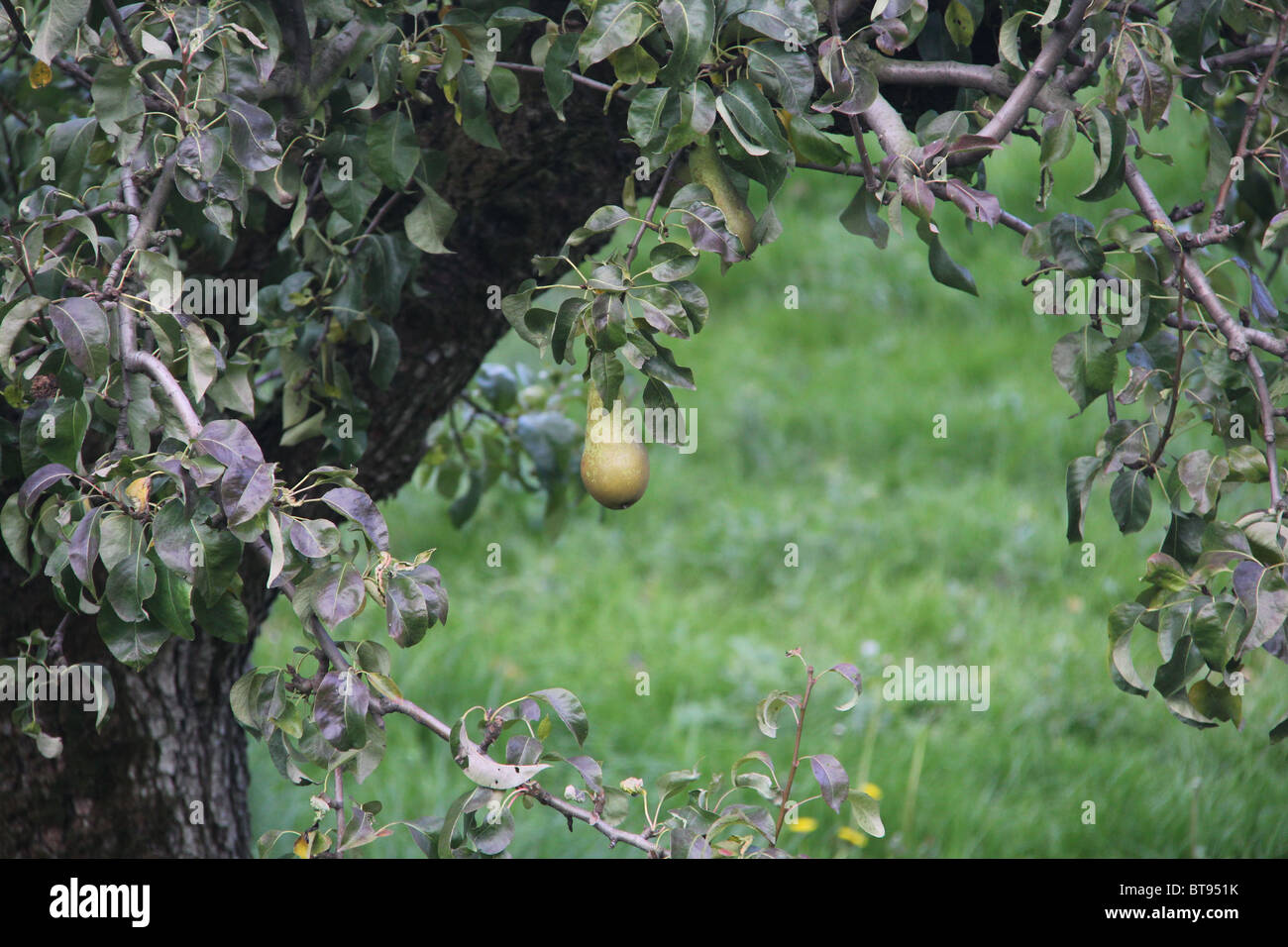 Conference pear tree hi-res stock photography and images - Alamy