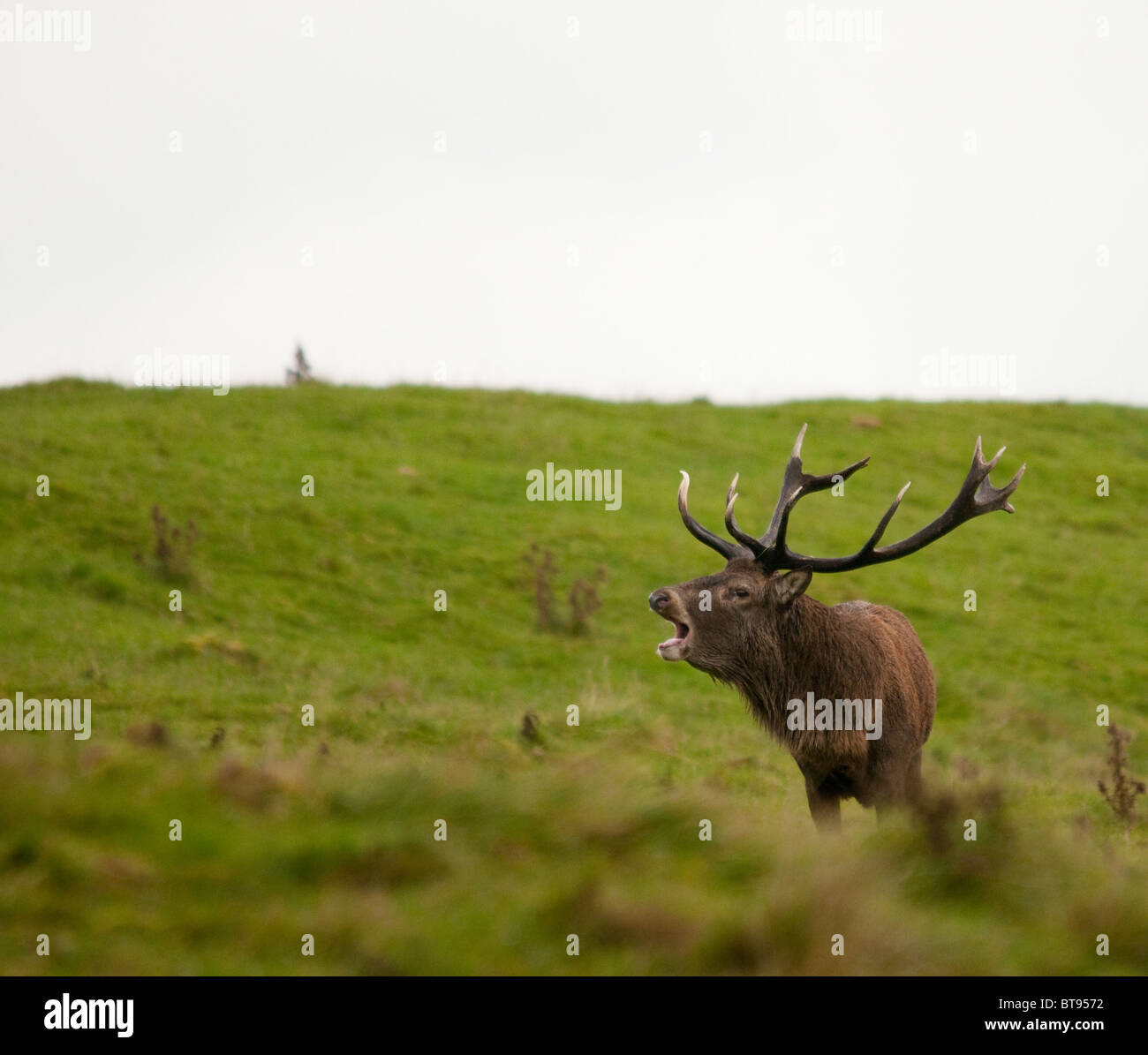 Red deer located in a park outside of Manchester, England Stock Photo ...