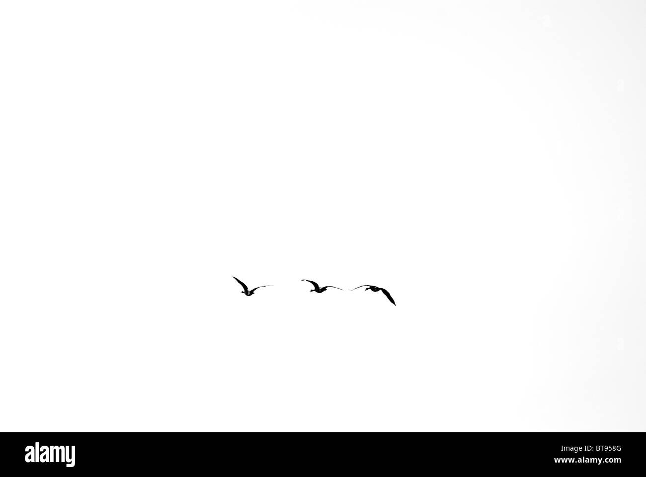 Three birds flying Stock Photo - Alamy