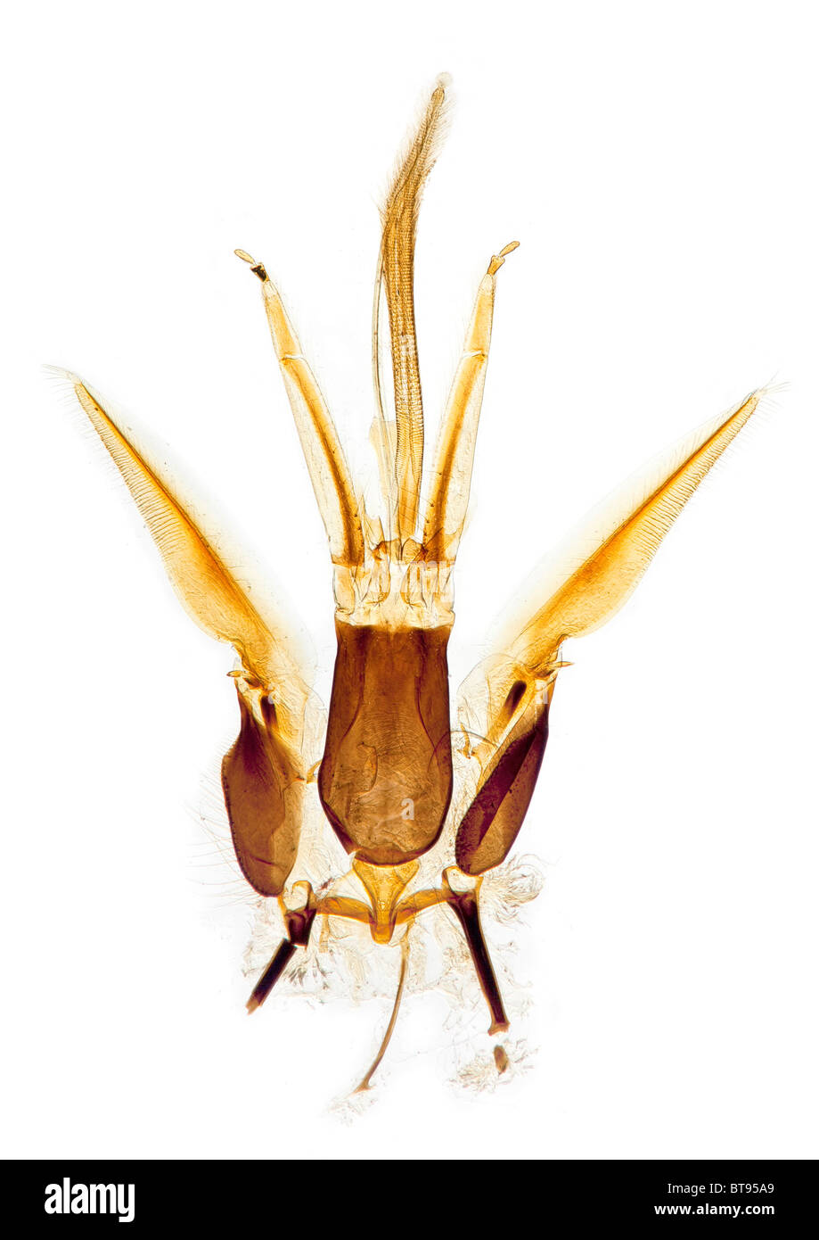 Brightfield photomicrograph of honey bee mouthparts Stock Photo - Alamy