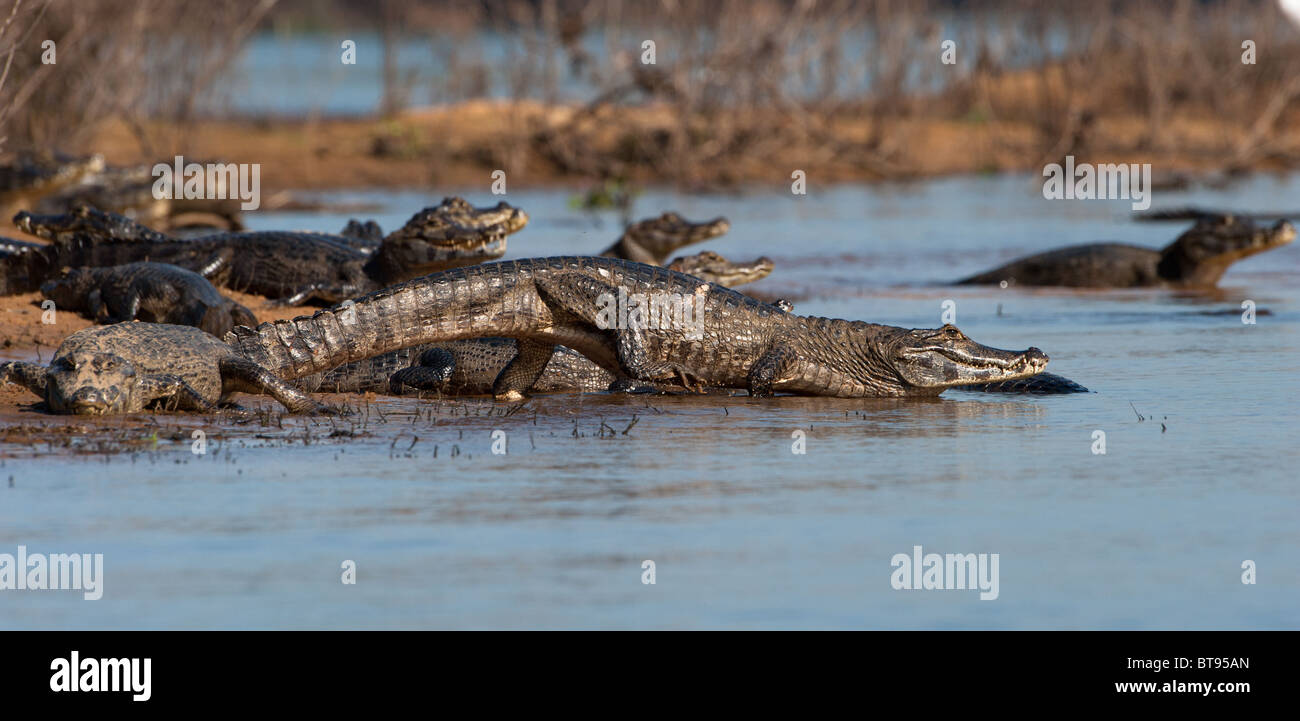 Group of caimans in the Pantanal Stock Photo - Alamy