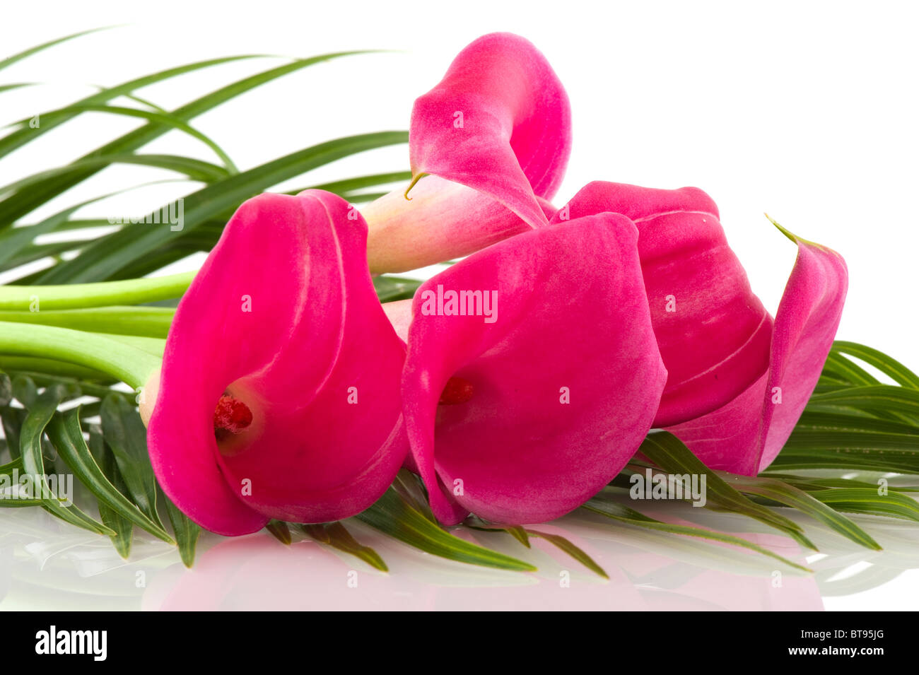 Pink calla flowers Stock Photo - Alamy