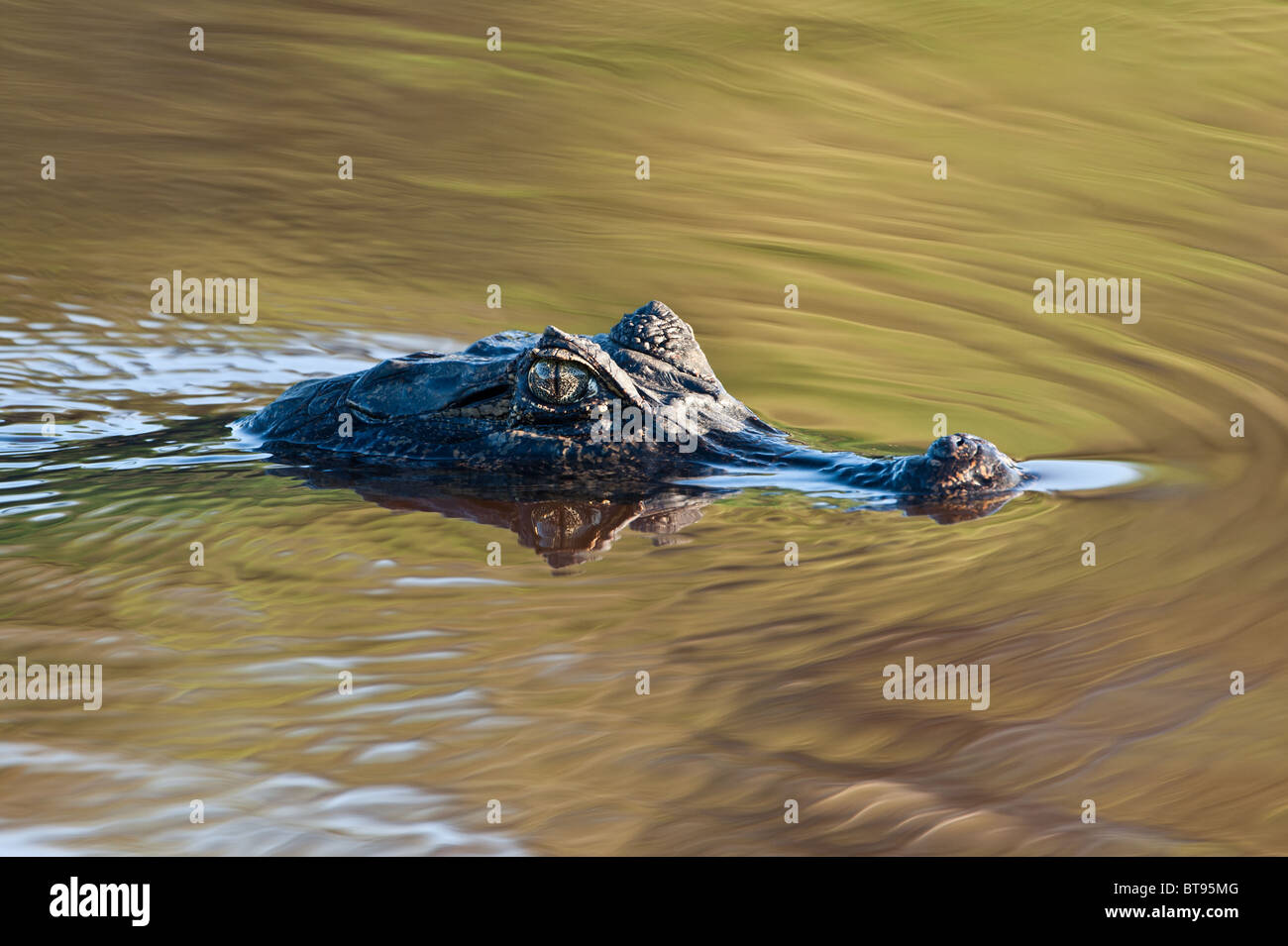Caiman in Pantanal river Stock Photo - Alamy