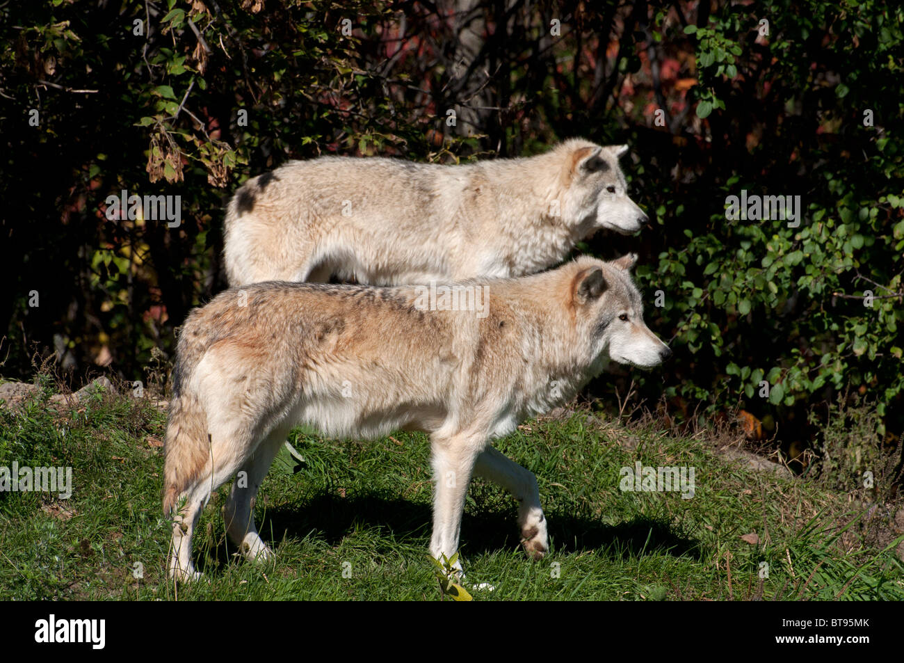 A pair of Timber Wolves Stock Photo - Alamy