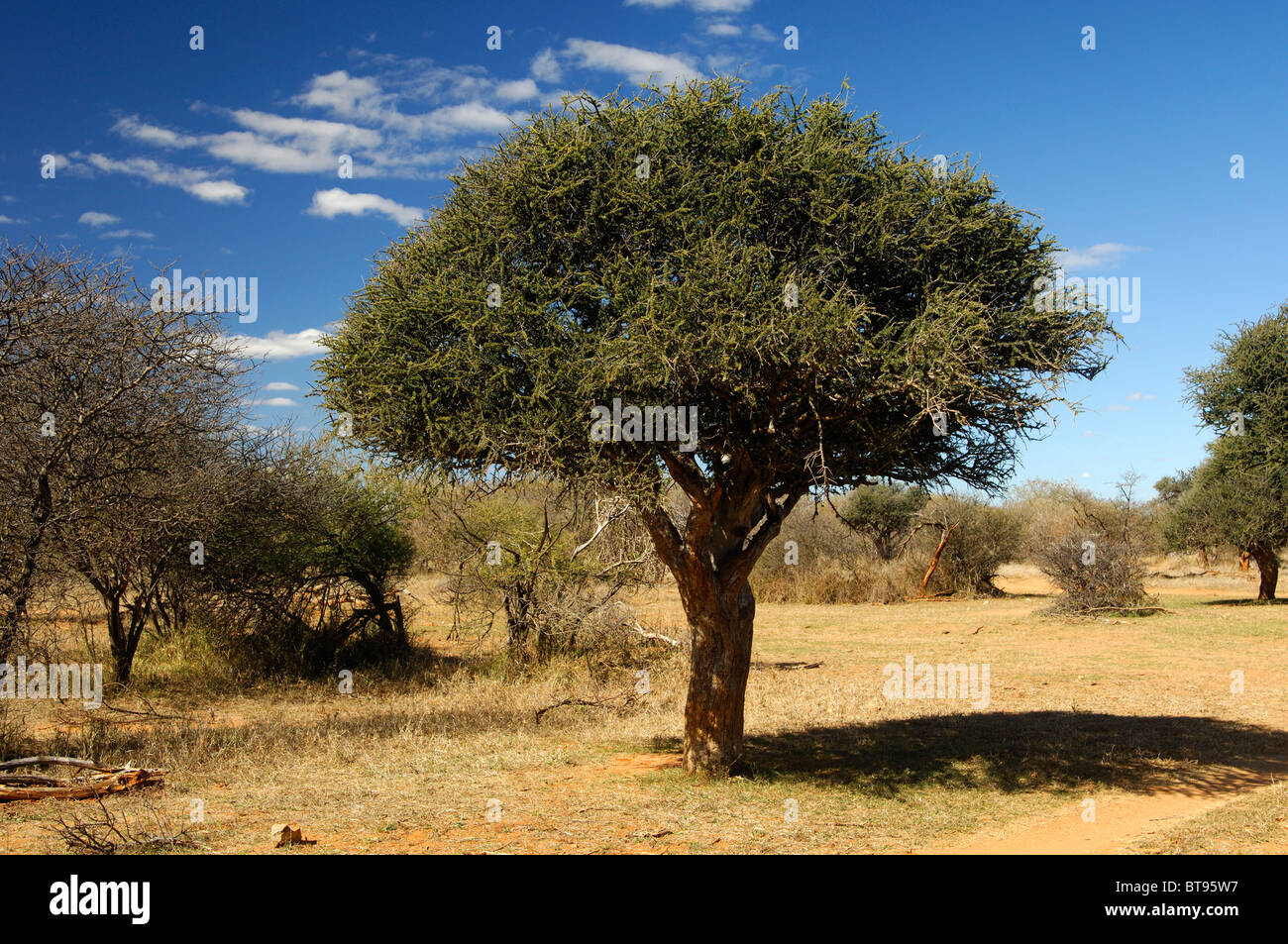 Shepherd's tree (Boscia albitrunca) in a savanna area, Madikwe Game ...
