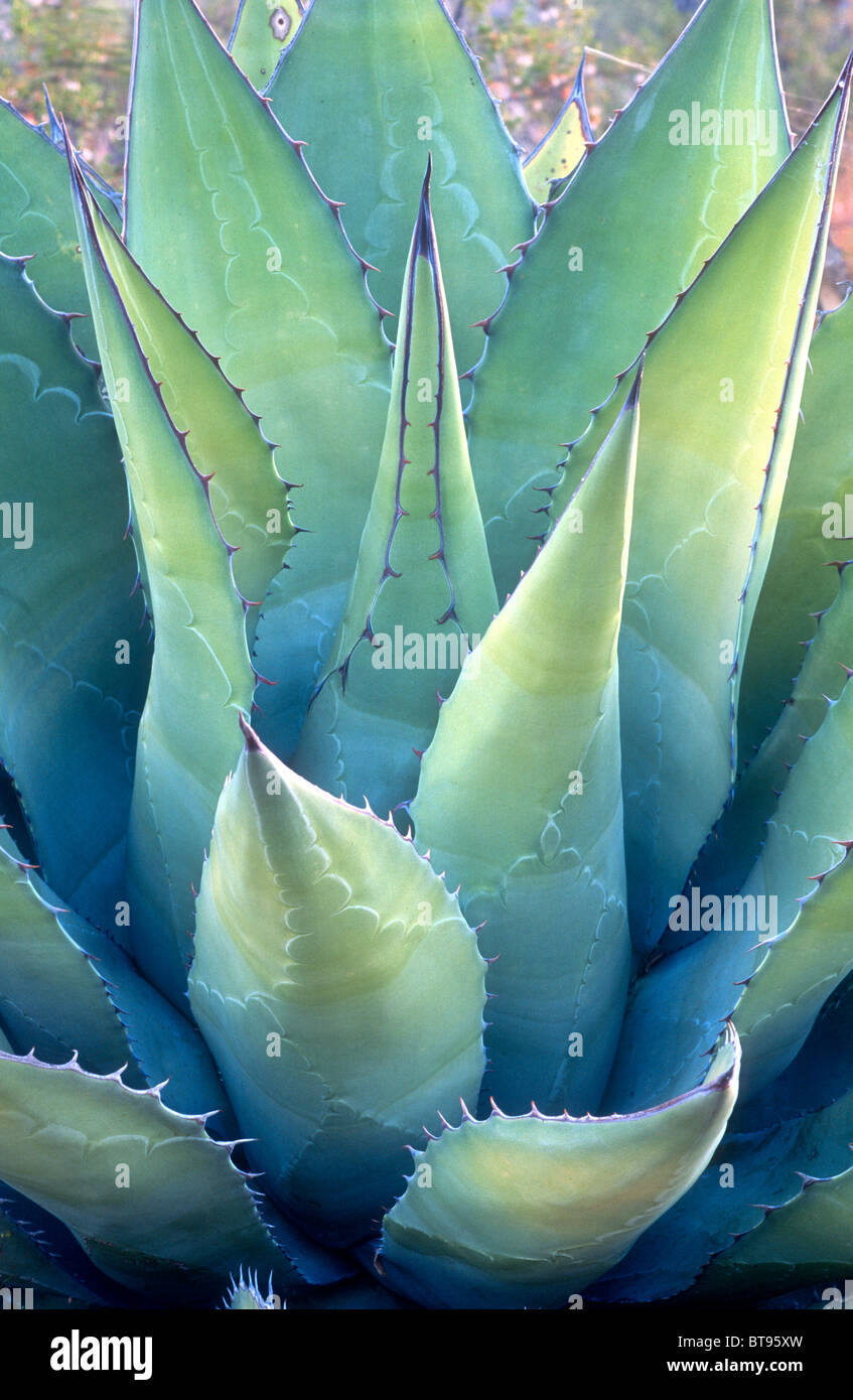 Shaw's agave, Agave shawi, Baja California, Mexico Stock Photo - Alamy