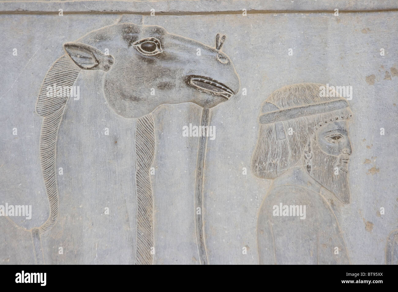 Persepolis camel hi-res stock photography and images - Alamy