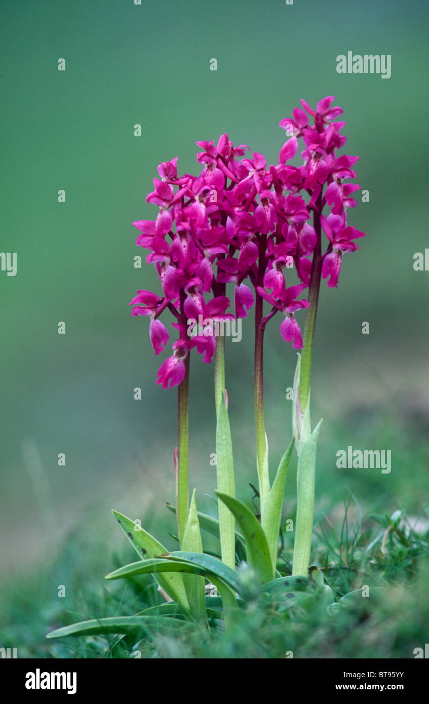 Early purple orchid, Orcha mascula, Coombs Dale, Derbyshire Stock Photo ...