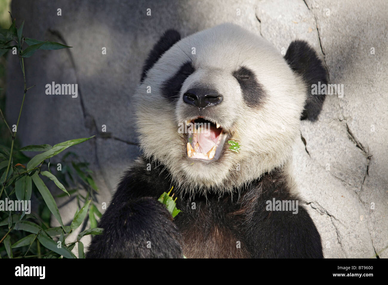Giant Panda leans against a rock and yawns while eating a bamboo shoot ...