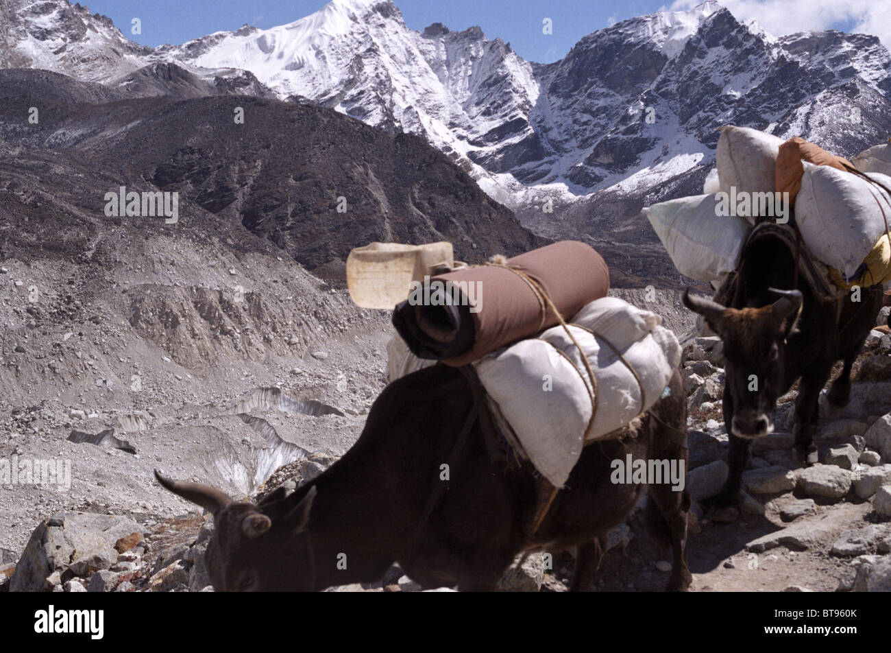 Yak train above Khumbu glacier Stock Photo - Alamy