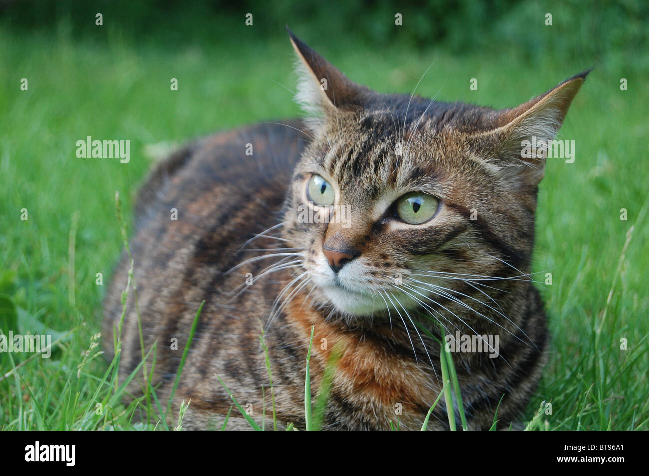 tabby cat in garden Stock Photo - Alamy